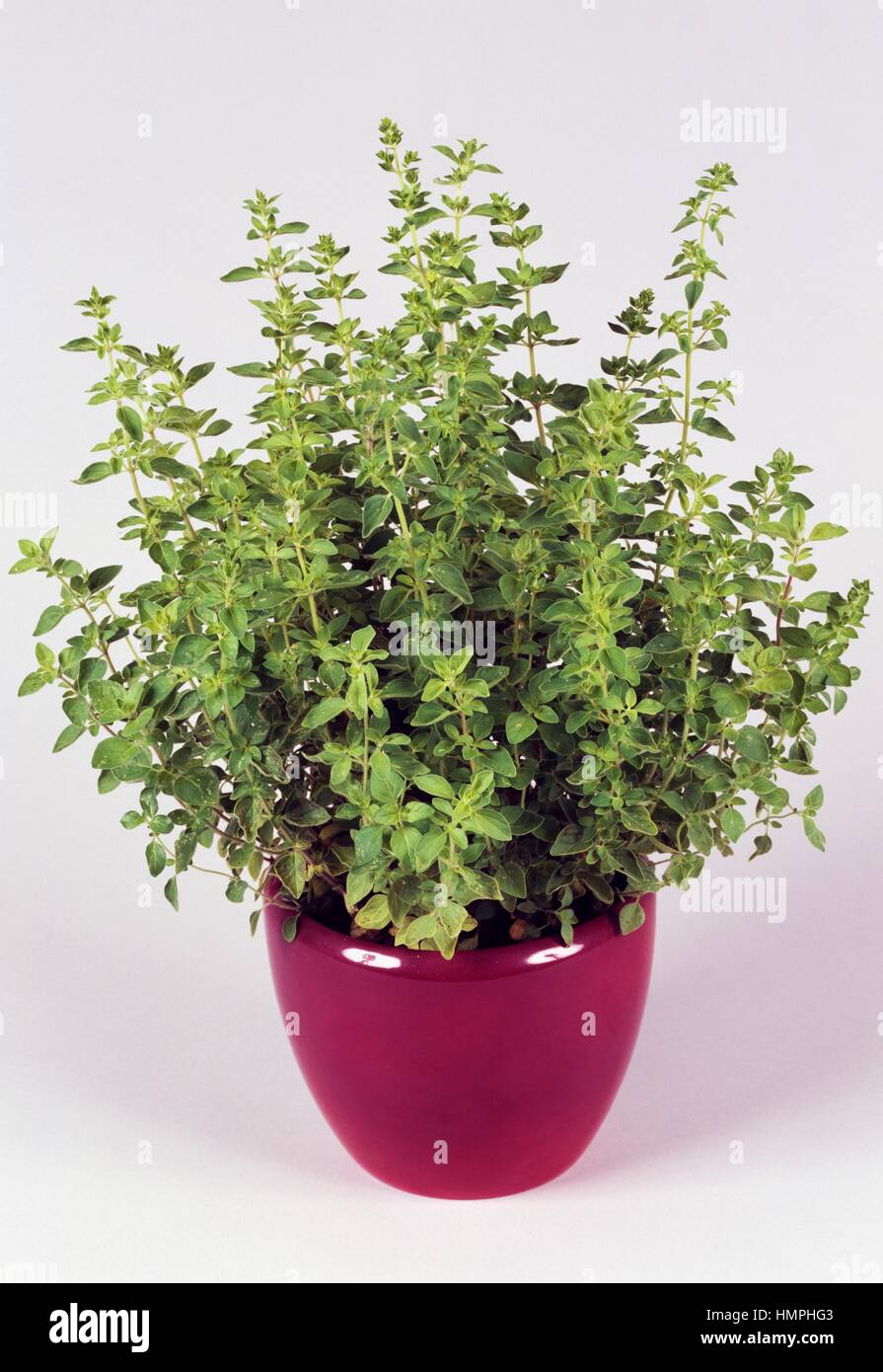 Oregano origanum vulgare lamiaceae hi-res stock photography and images ...