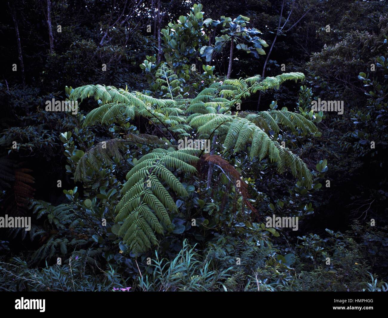 Tree fern, Guadeloupe, Antilles, France Stock Photo - Alamy