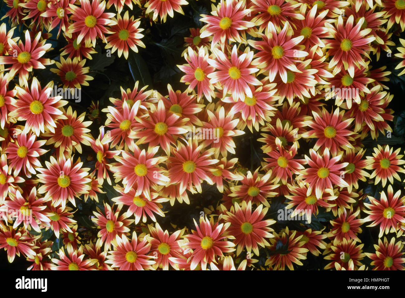 Red and yellow mums hi-res stock photography and images - Alamy