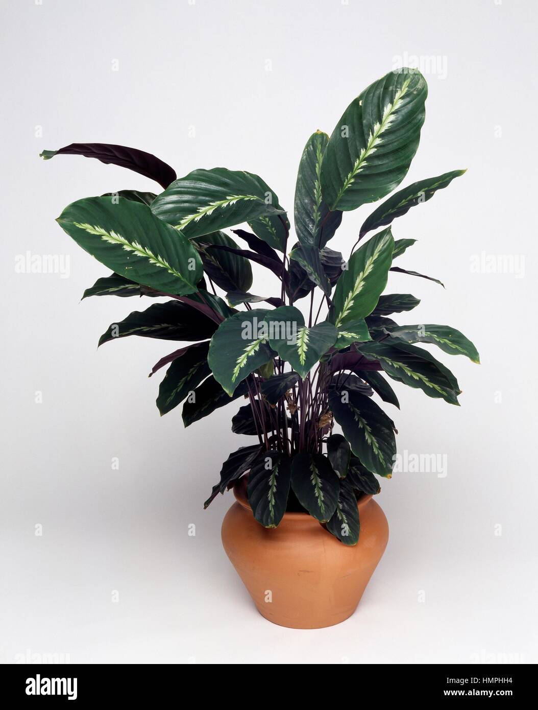 Zebra plant (Calathea zebrina), Marantaceae Stock Photo - Alamy