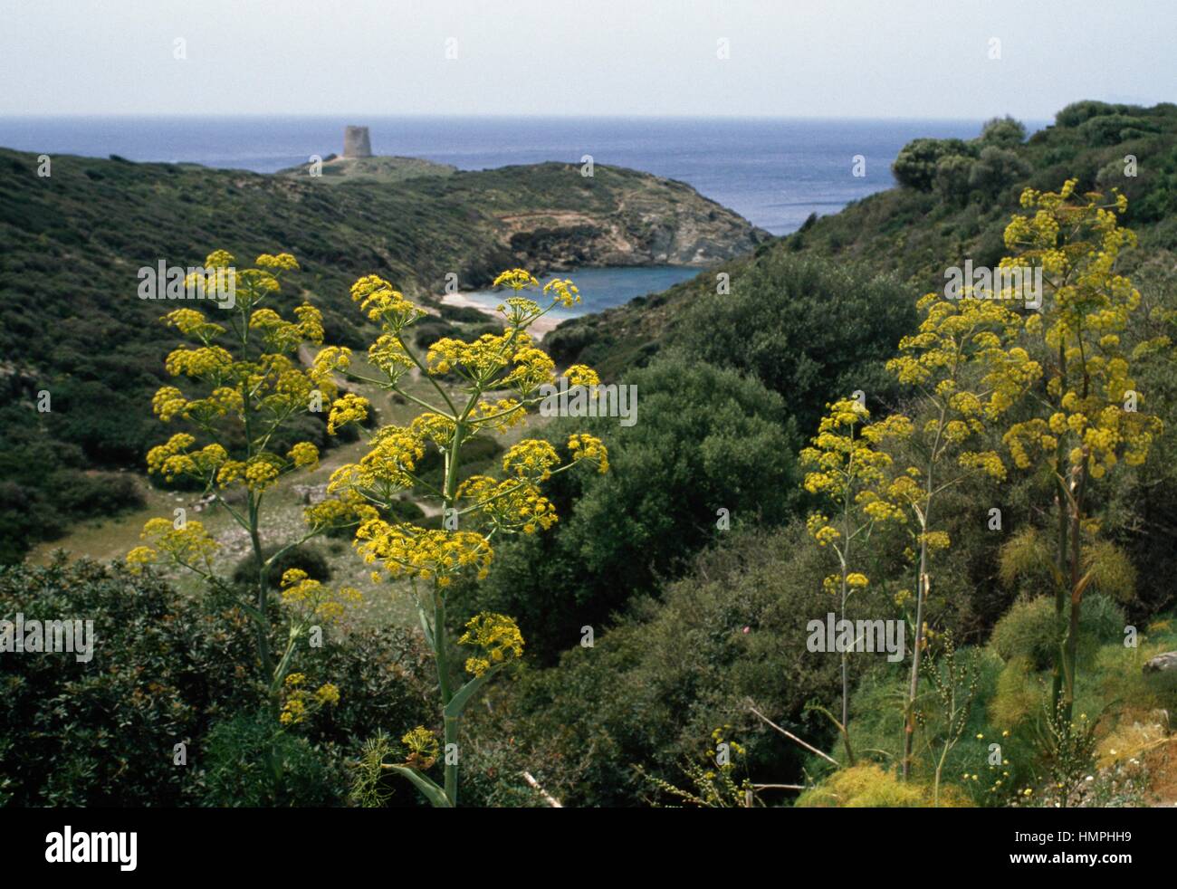 Flowers of wild fennel (Foeniculum vulgare), Apiaceae, south coast of ...