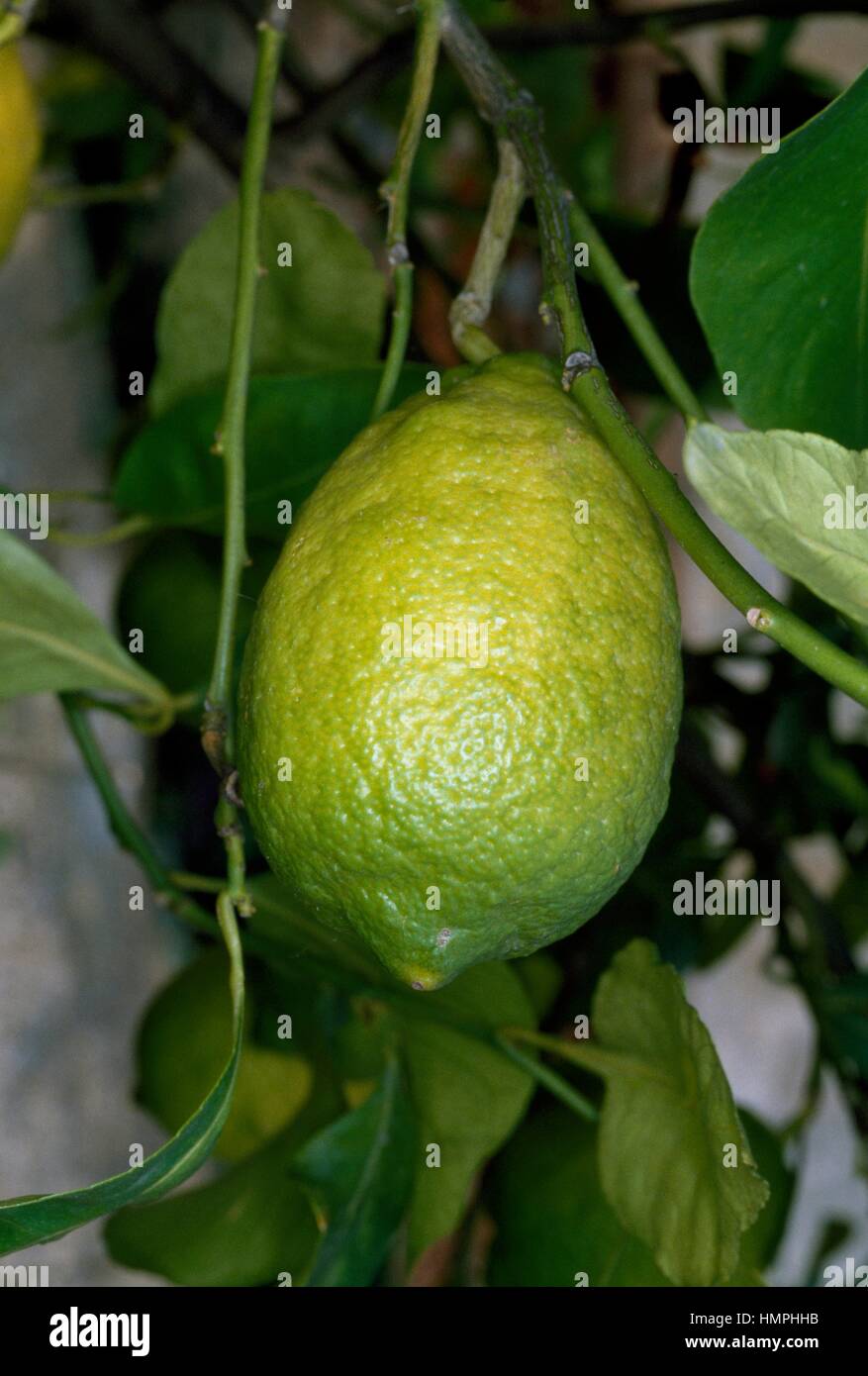 Citron (Citrus medica), Rutaceae Stock Photo - Alamy