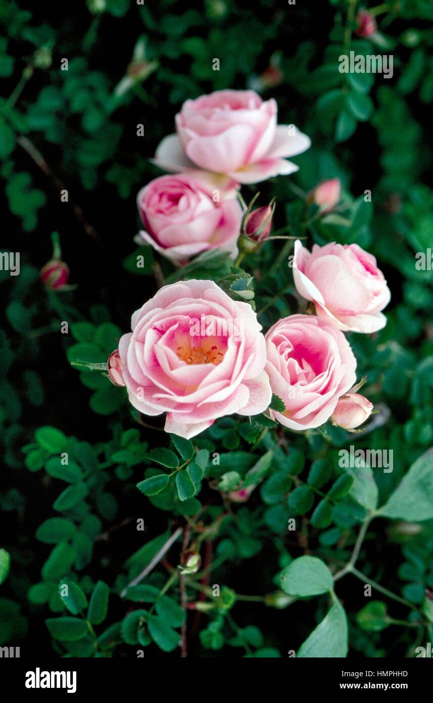 Burnet rose or Scotch rose (Rosa Spinosissima Double Lilac), Rosaceae ...