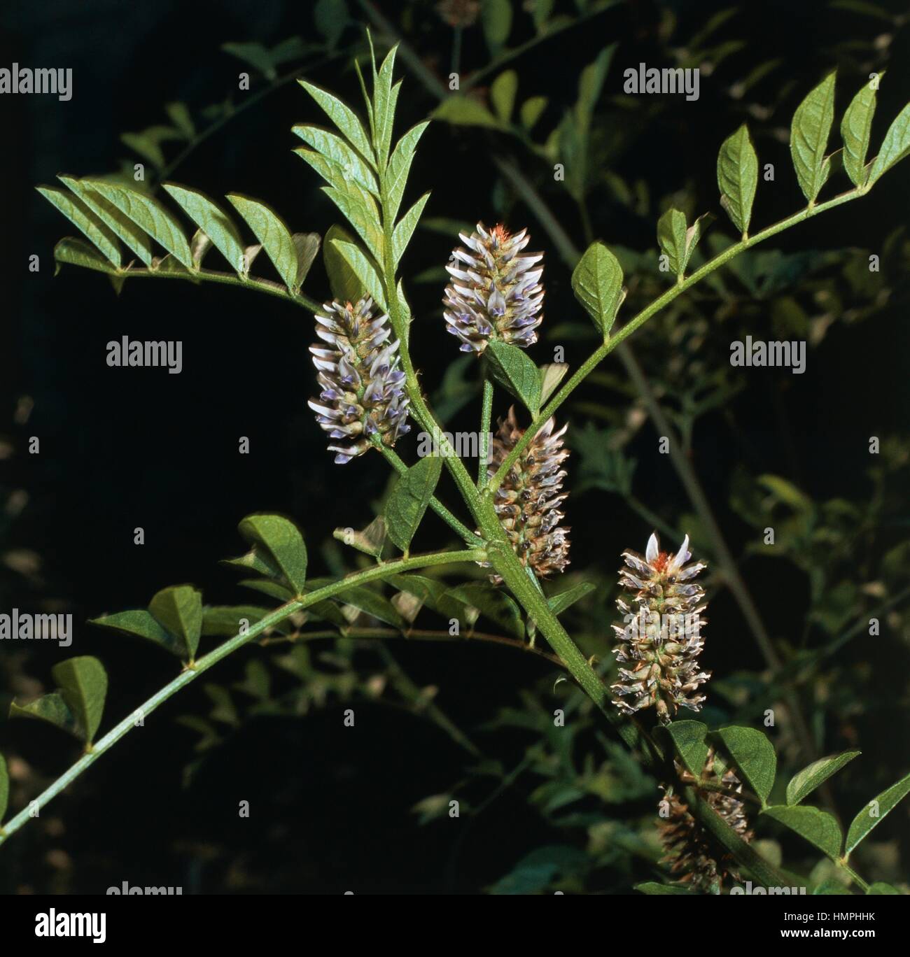 Licorice in bloom (Glycyrrhiza glabra), Fabaceae Stock Photo - Alamy
