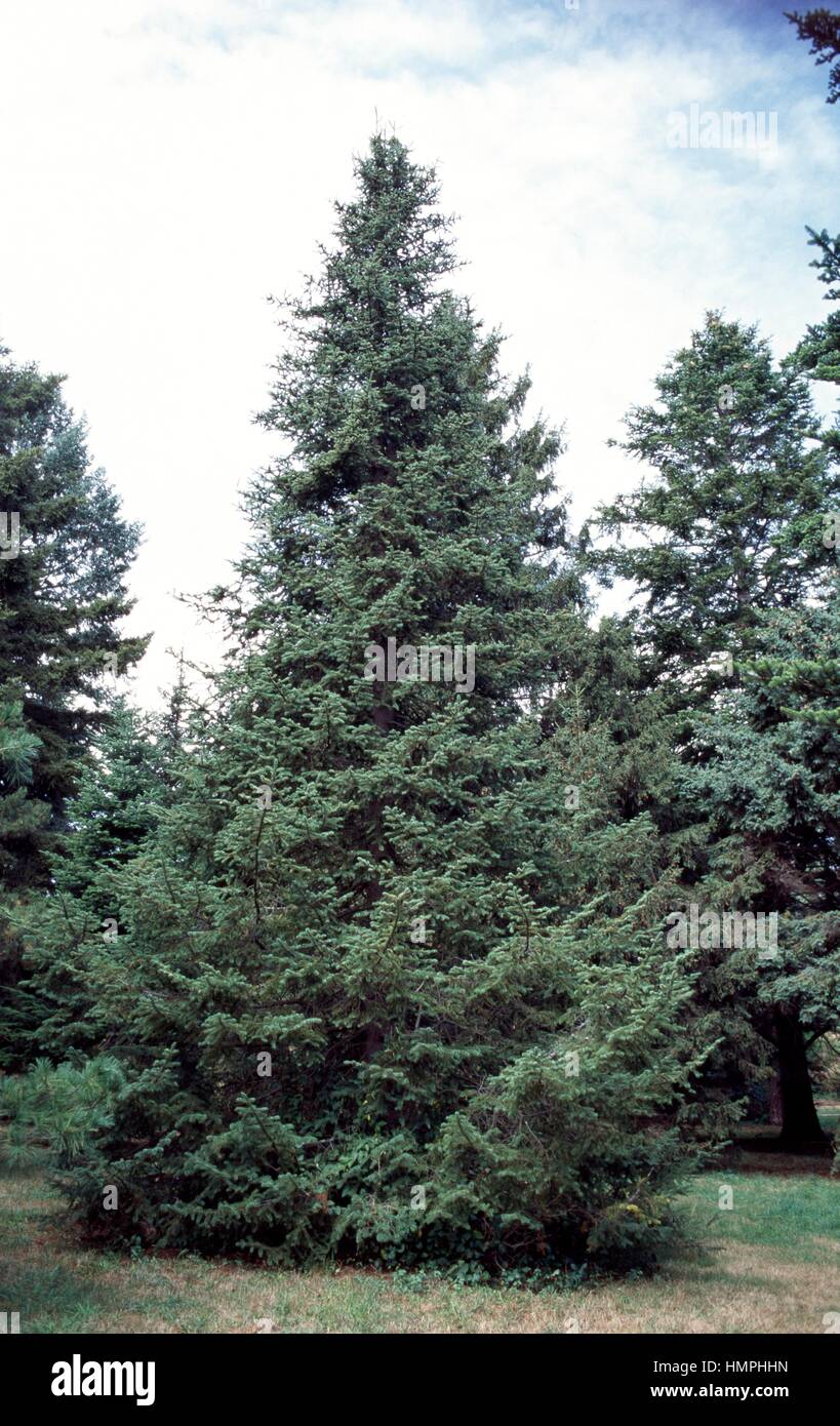 Sub alpine fir hi-res stock photography and images - Alamy