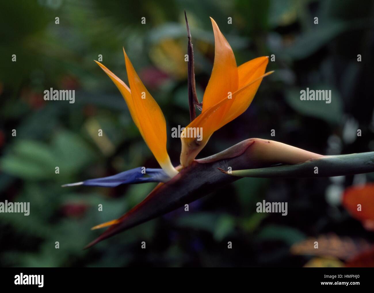 Crane Flower or Bird of Paradise (Strelitzia reginae), Strelitziaceae ...