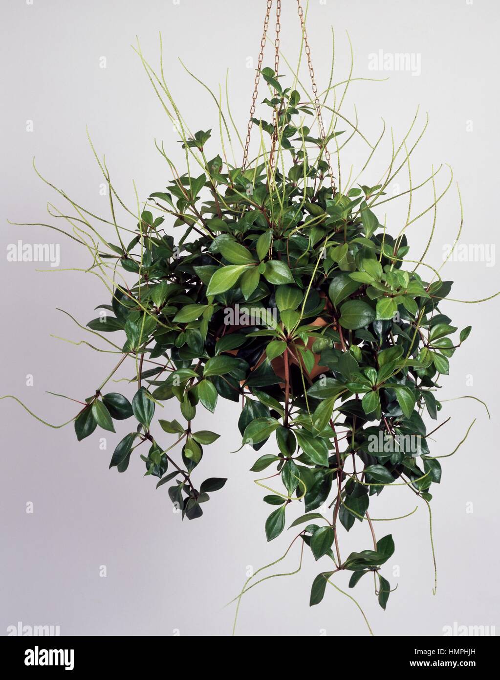 Radiator plant (Peperomia pereskiifolia), Piperaceae Stock Photo - Alamy