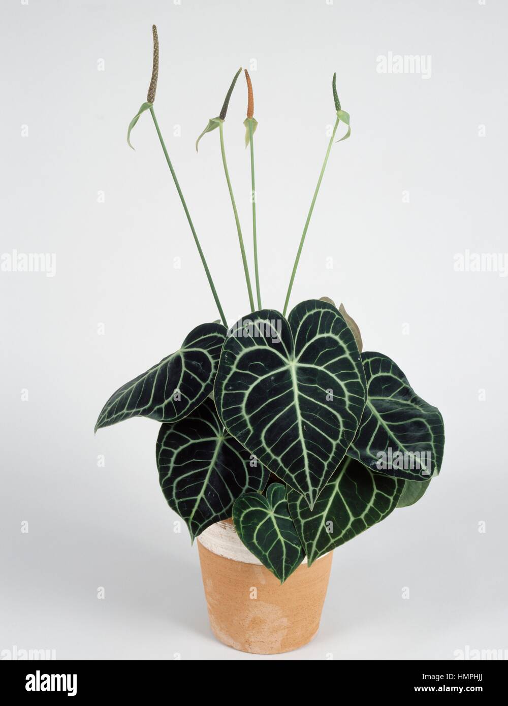 Laceleaf hi-res stock photography and images - Alamy