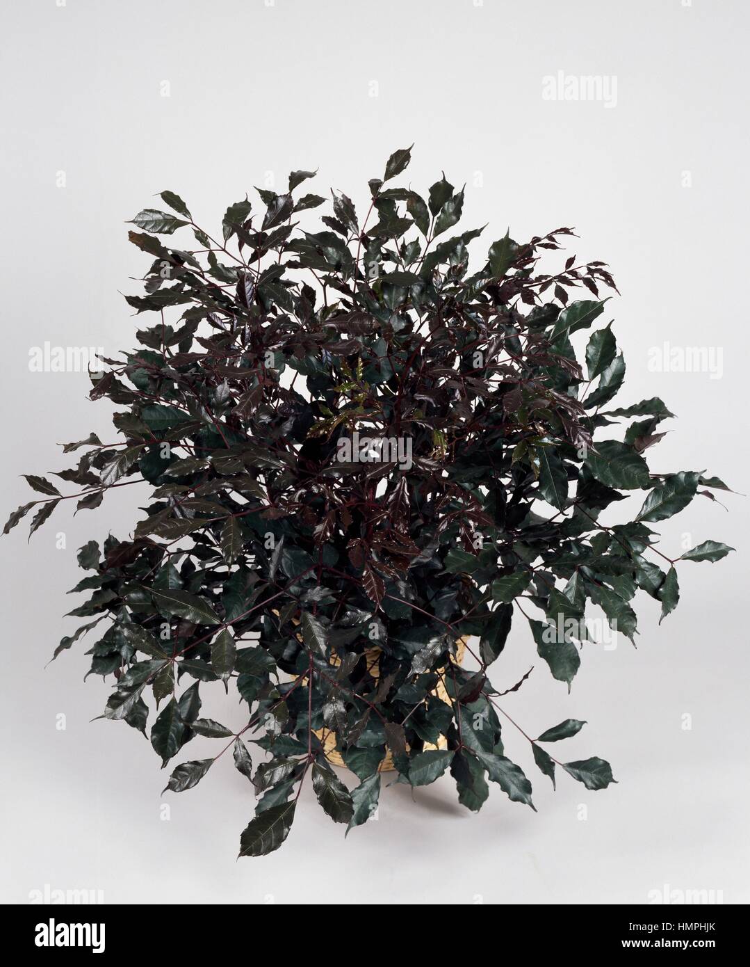 Red Leea (Leea rubra), Vitaceae Stock Photo - Alamy
