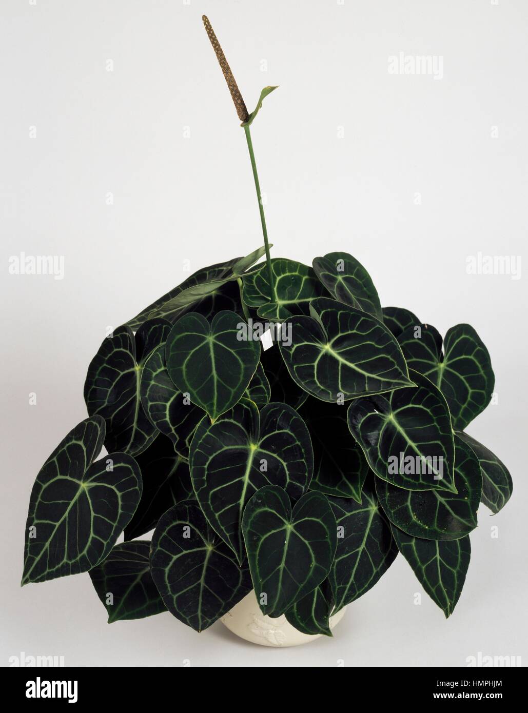 Laceleaf hi-res stock photography and images - Alamy