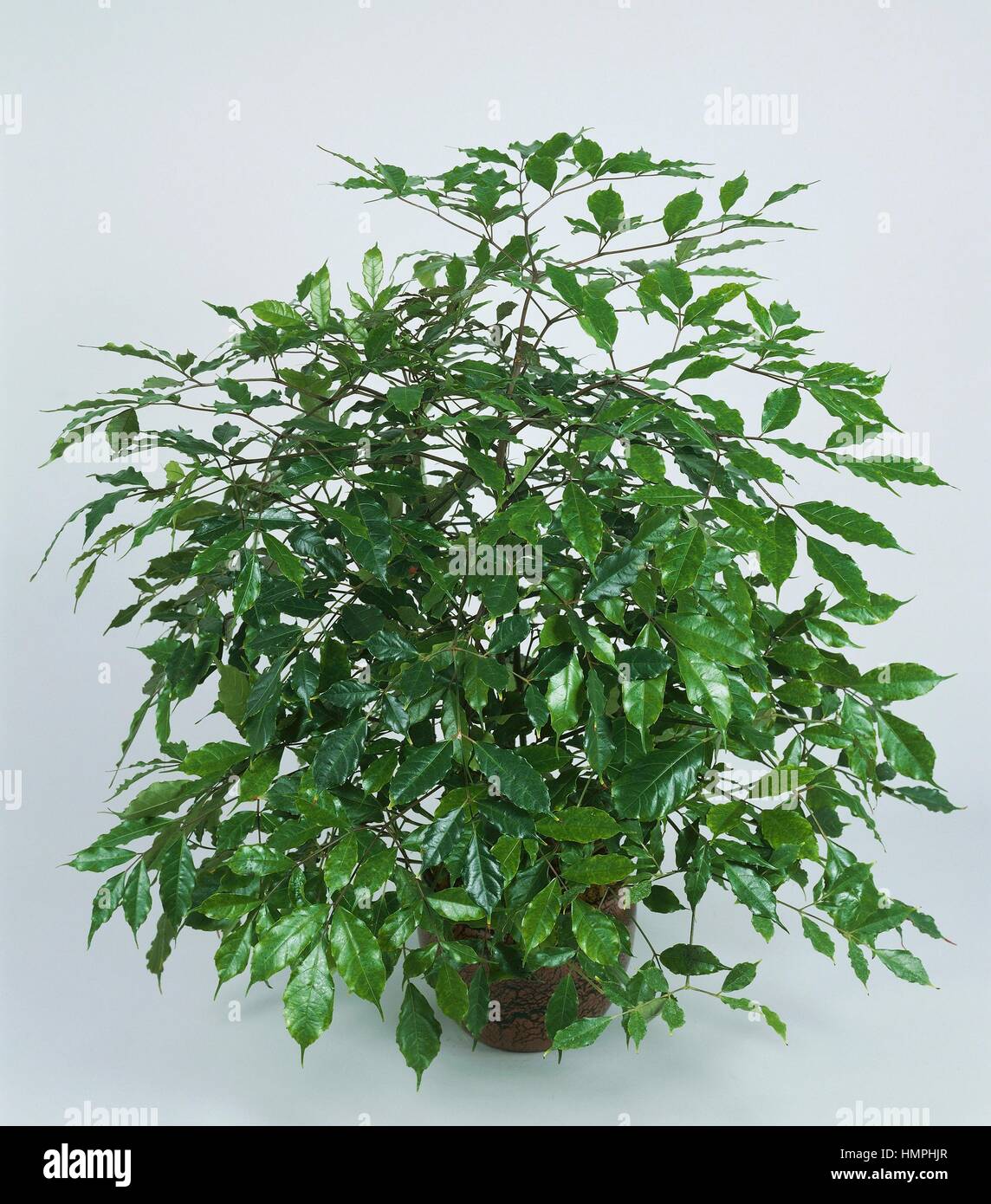Leea guineensis hi-res stock photography and images - Alamy