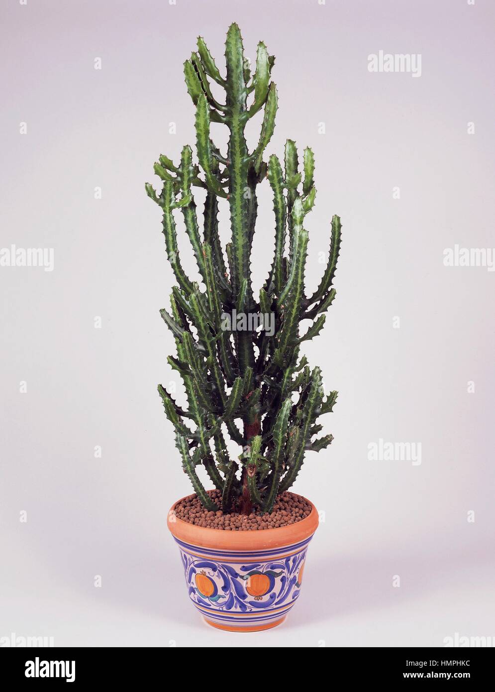 African milk tree or African milk weed (Euphorbia trigona rubra ...