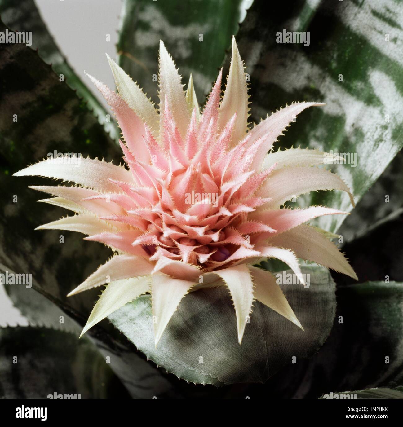 Aechmea fasciata hybrido bianco hi-res stock photography and images - Alamy
