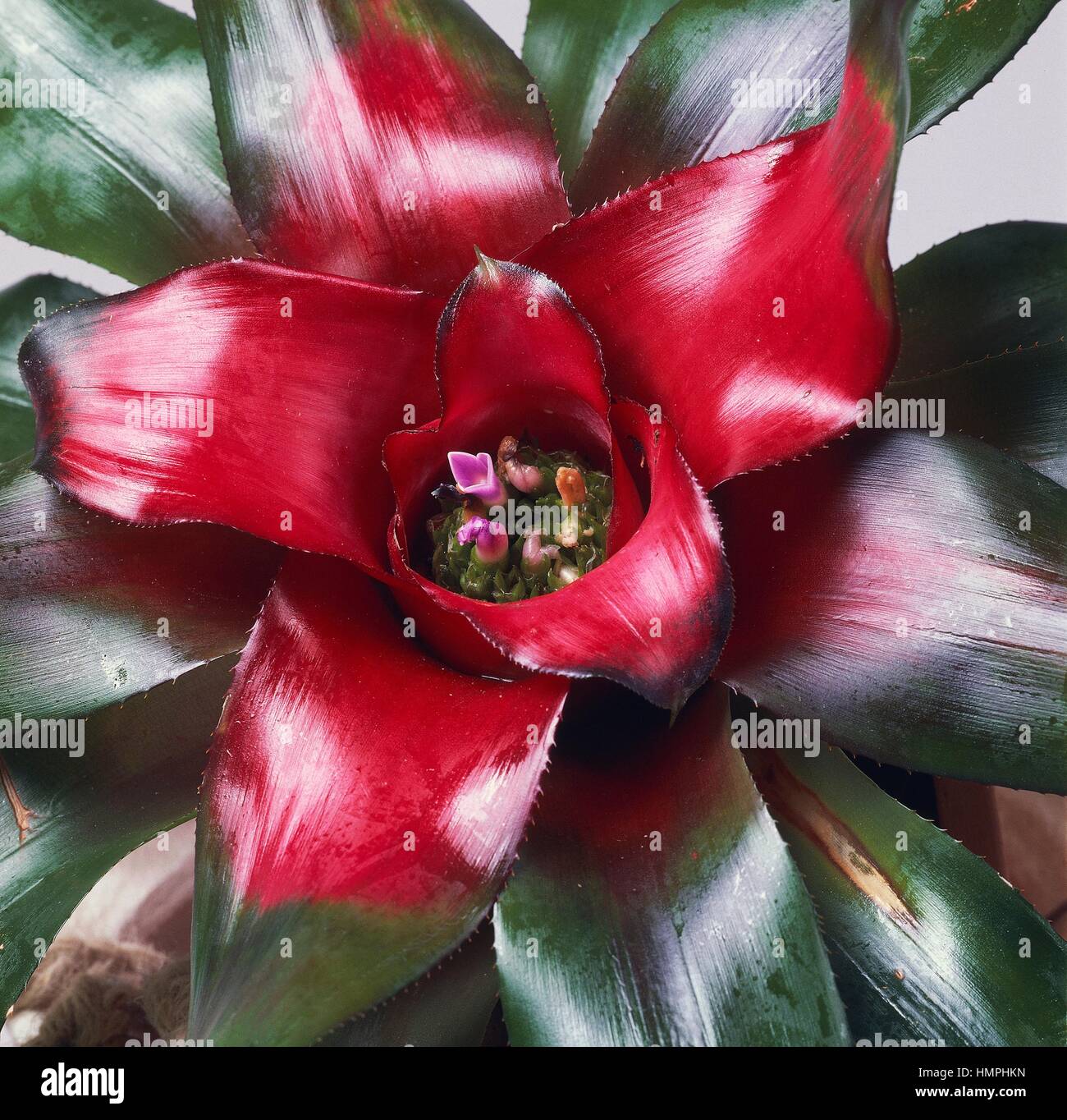 Blushing bromeliad (Neoregelia carolinae Meyendorffii), Bromeliaceae ...