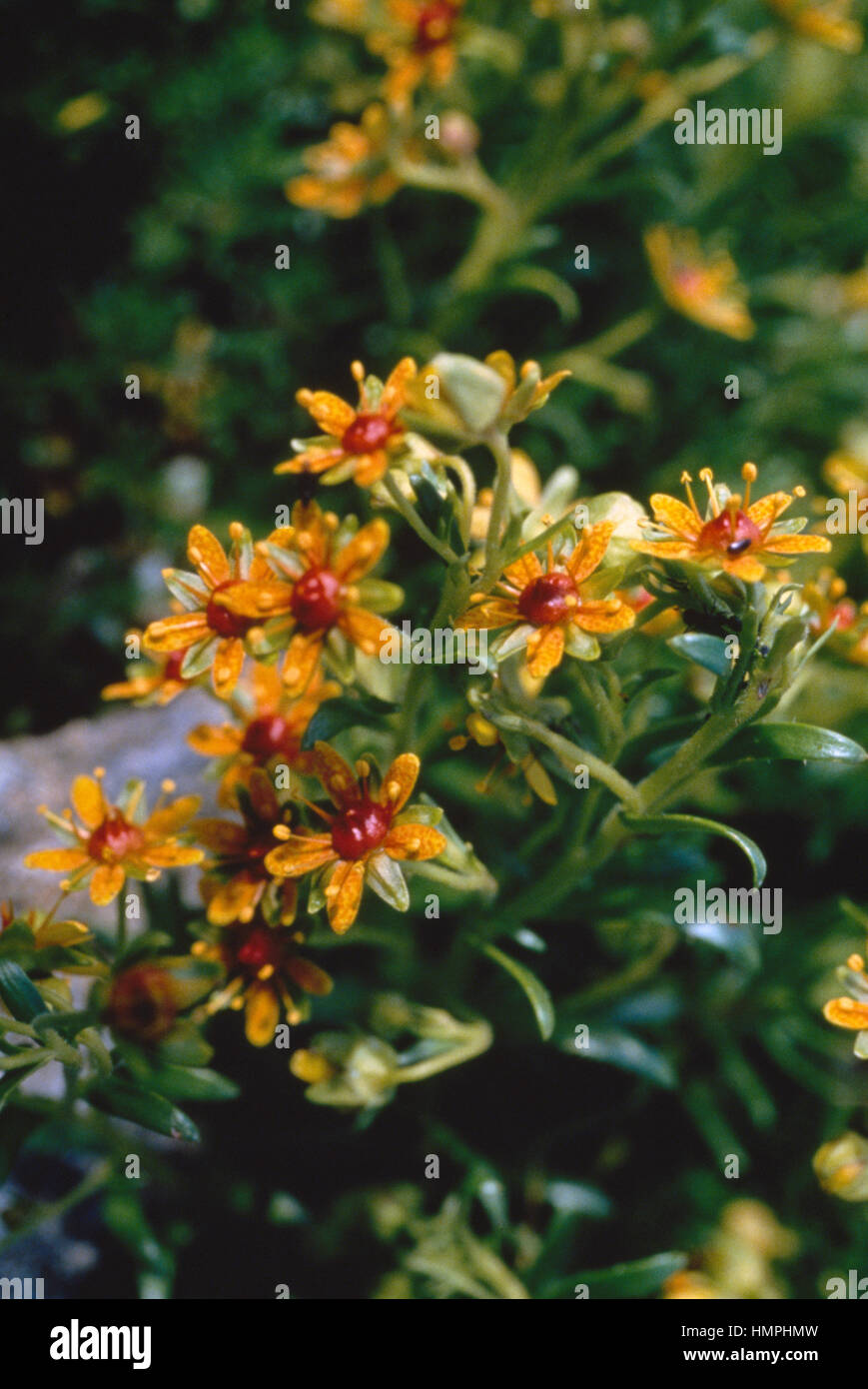 Yellow Mountain Saxifrage or Yellow Saxifrage (Saxifraga Aizoides ...