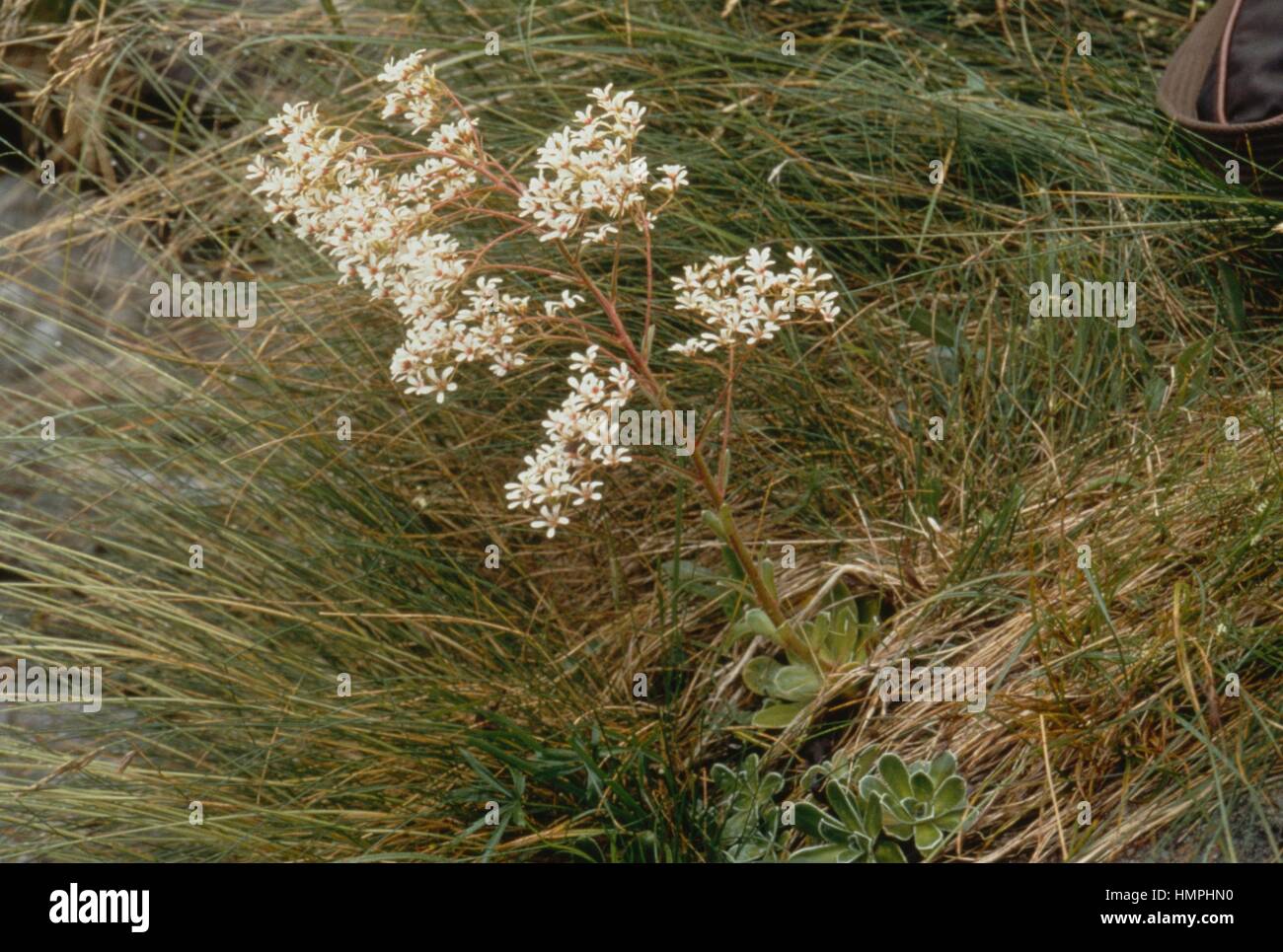 Pyramidal Saxifrage (Saxifraga cotyledon), Saxifragaceae Stock Photo ...