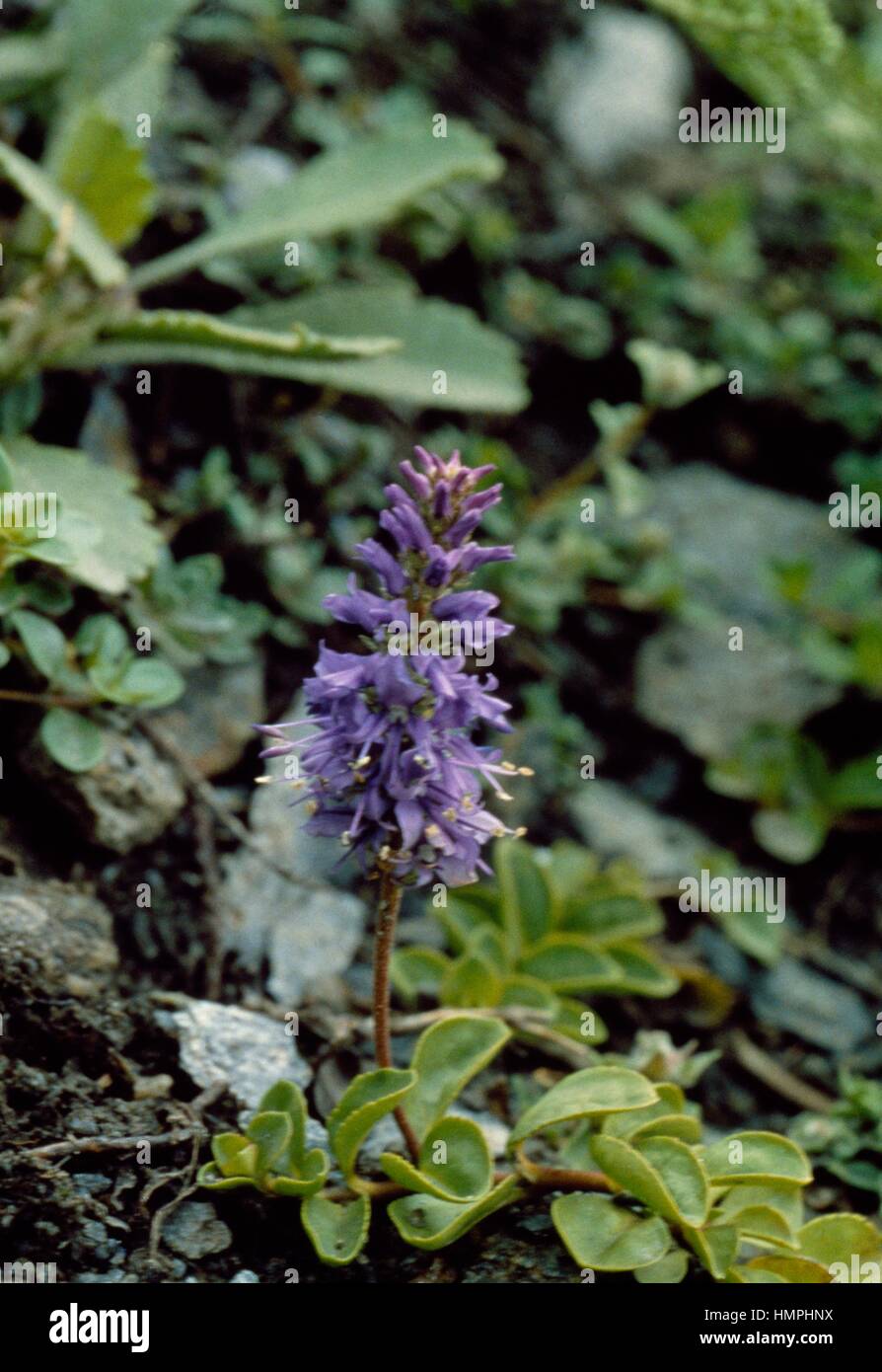 Speedwell (Veronica allionii), Plantaginaceae Stock Photo - Alamy