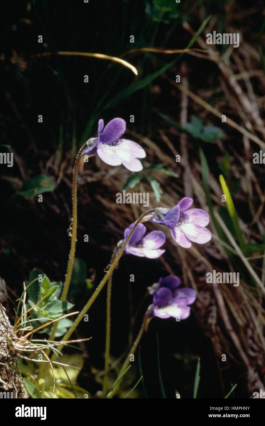 Pinguicula Leptoceras High Resolution Stock Photography and Images - Alamy