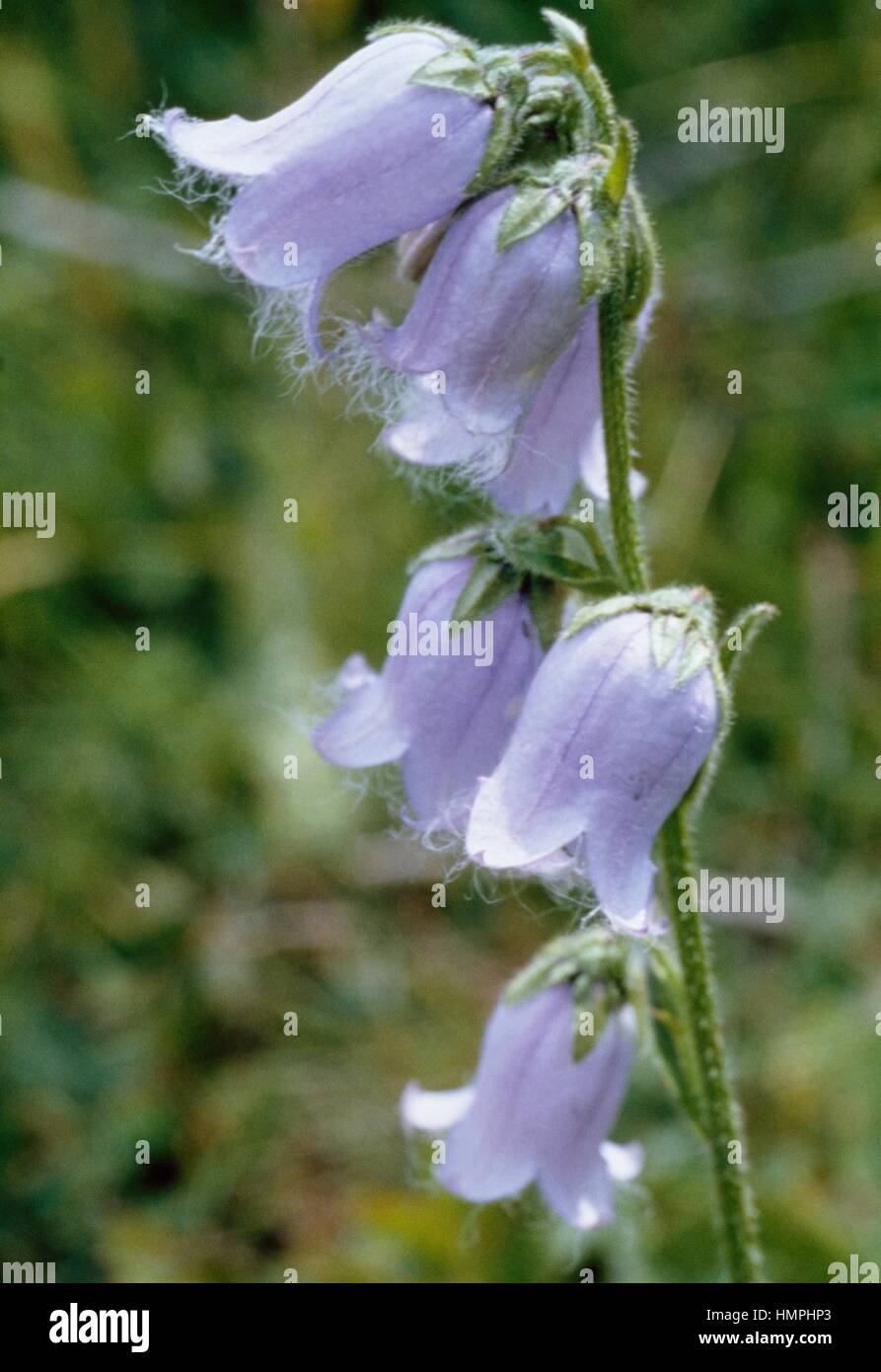 Bearded bellflower (Campanula barbata), Campanulaceae Stock Photo - Alamy