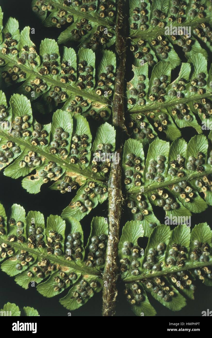 Botany - Pteridophyta - Fern, close-up Stock Photo - Alamy