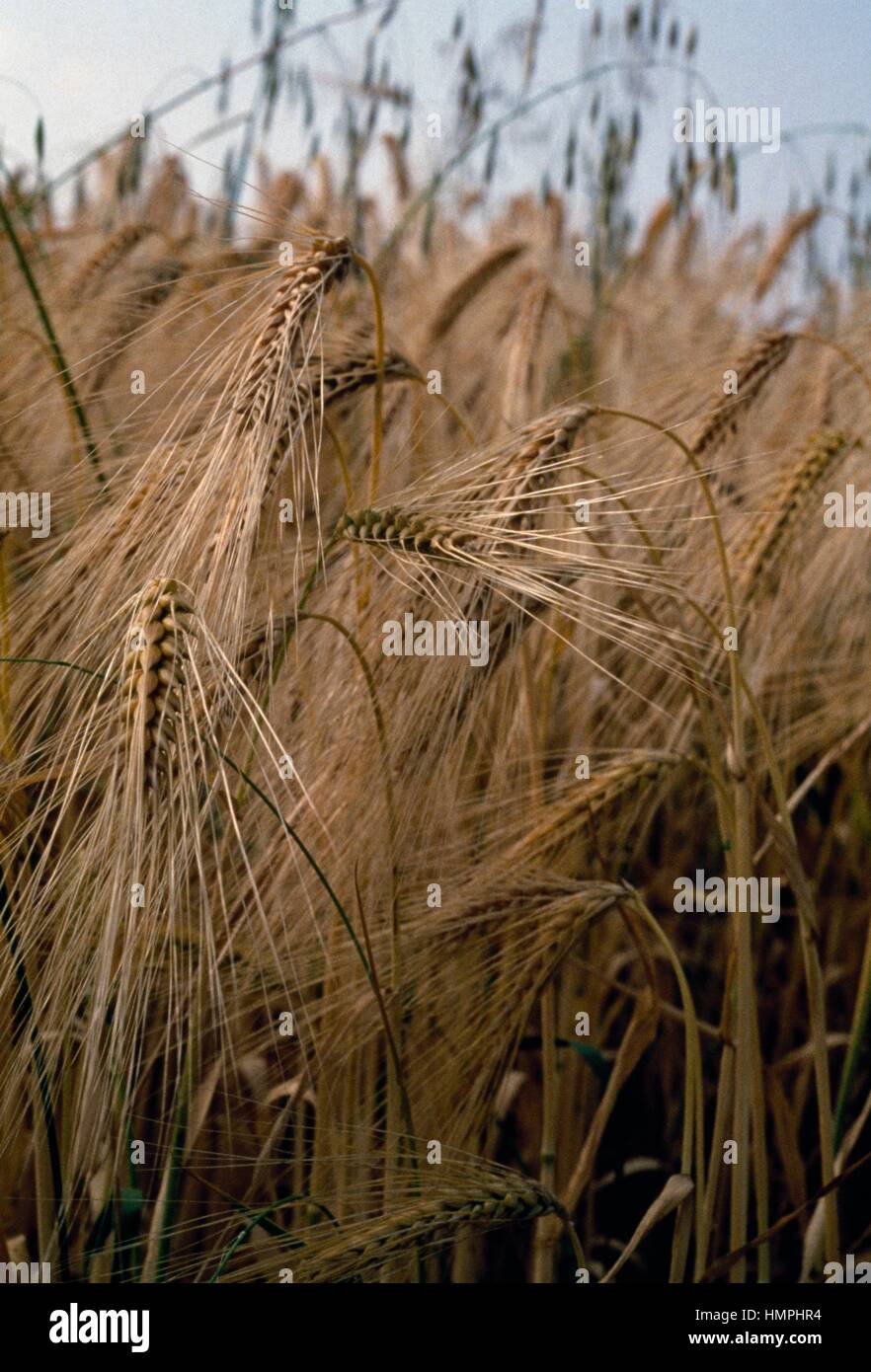Triticum sp hi-res stock photography and images - Alamy