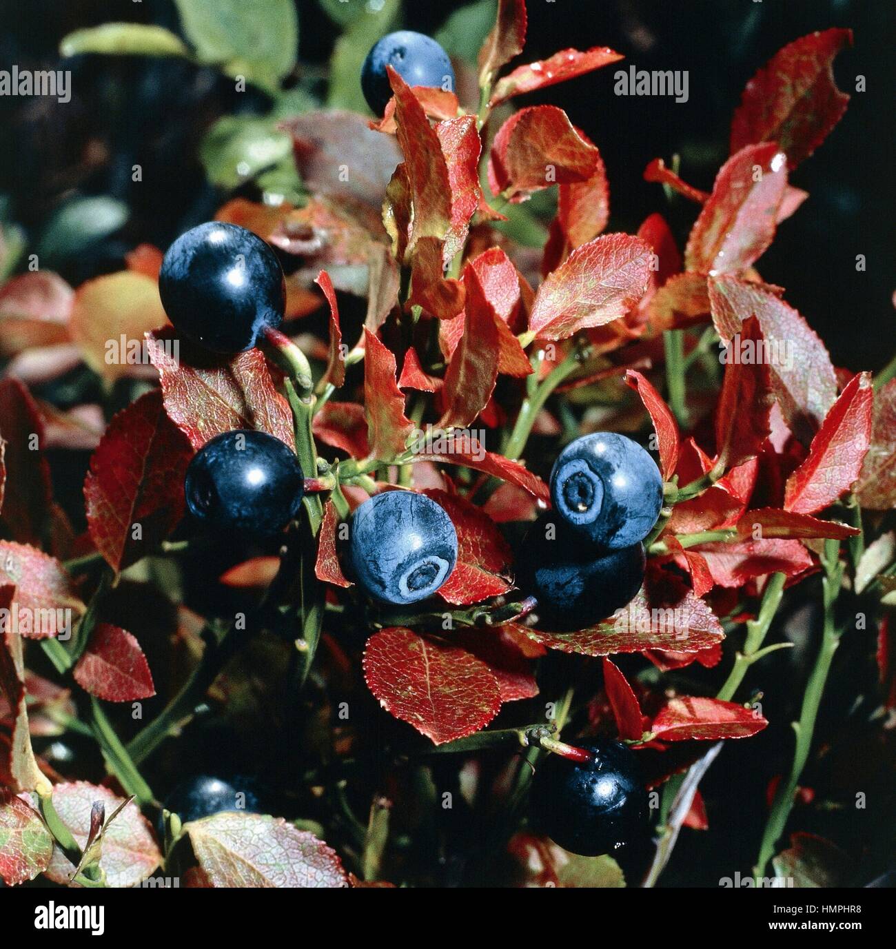 Bilberry (Vaccinium myrtillus), Ericaceae Stock Photo - Alamy