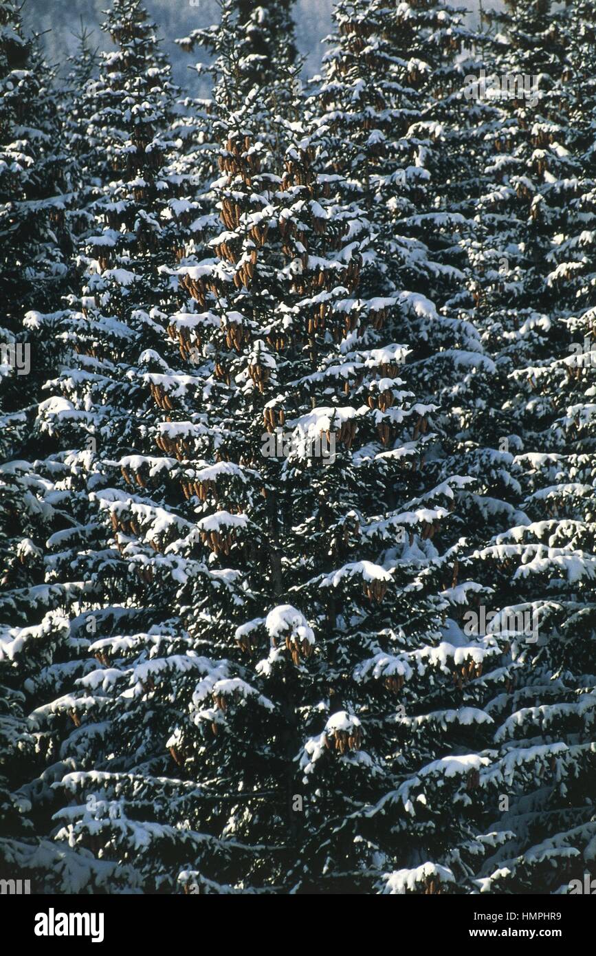 Botany - Trees - Conifers - Pinaceae - Norway Spruce (Picea abies) covered with snow Stock Photo ...