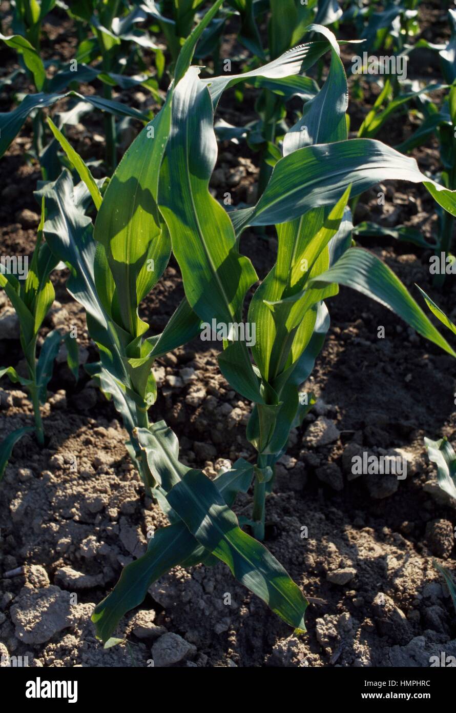 Maize or Corn (Zea mays), Poaceae Stock Photo - Alamy
