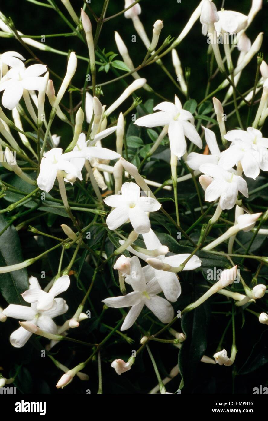White Jasmine (Jasminum polyanthum), Oleaceae Stock Photo - Alamy