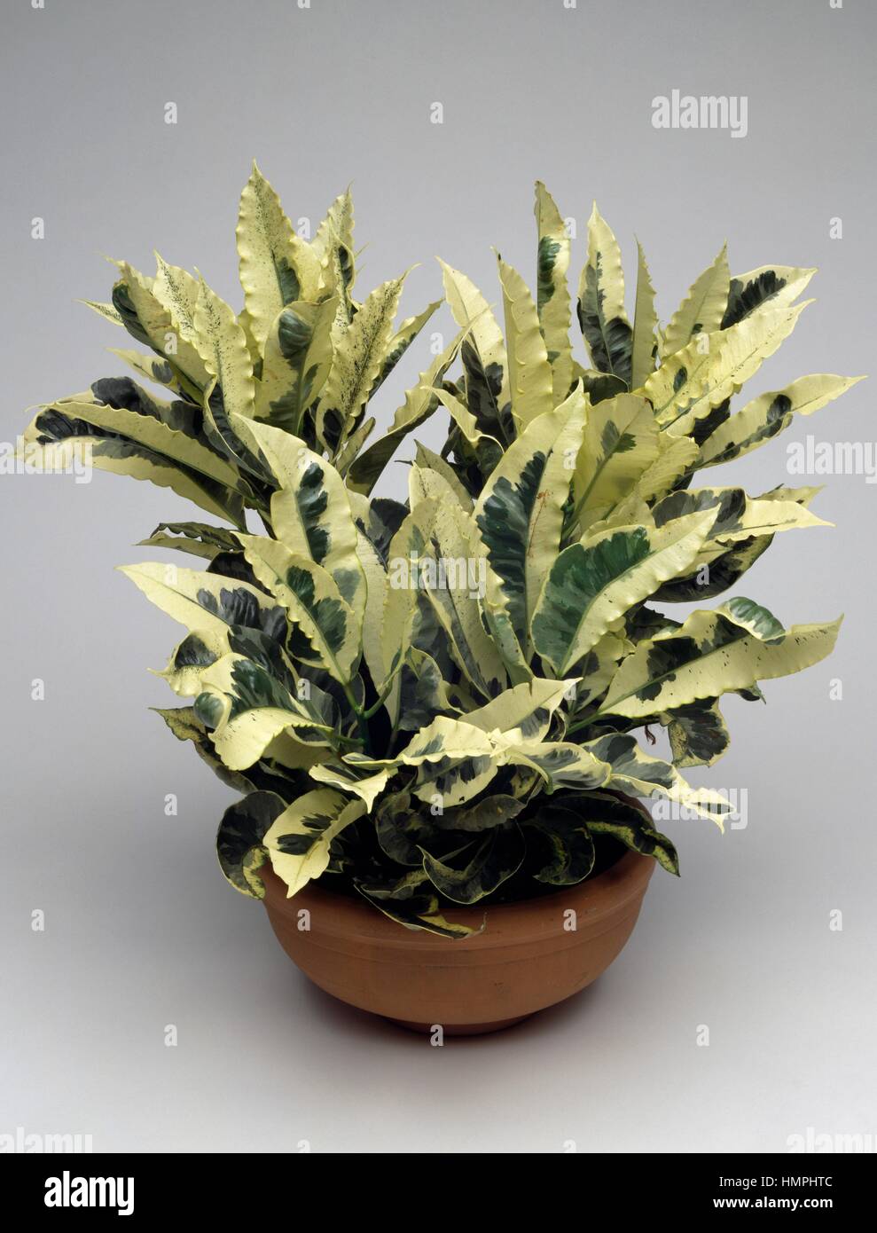 Croton (Codiaeum variegatum Tamara), Euphorbiaceae Stock Photo - Alamy