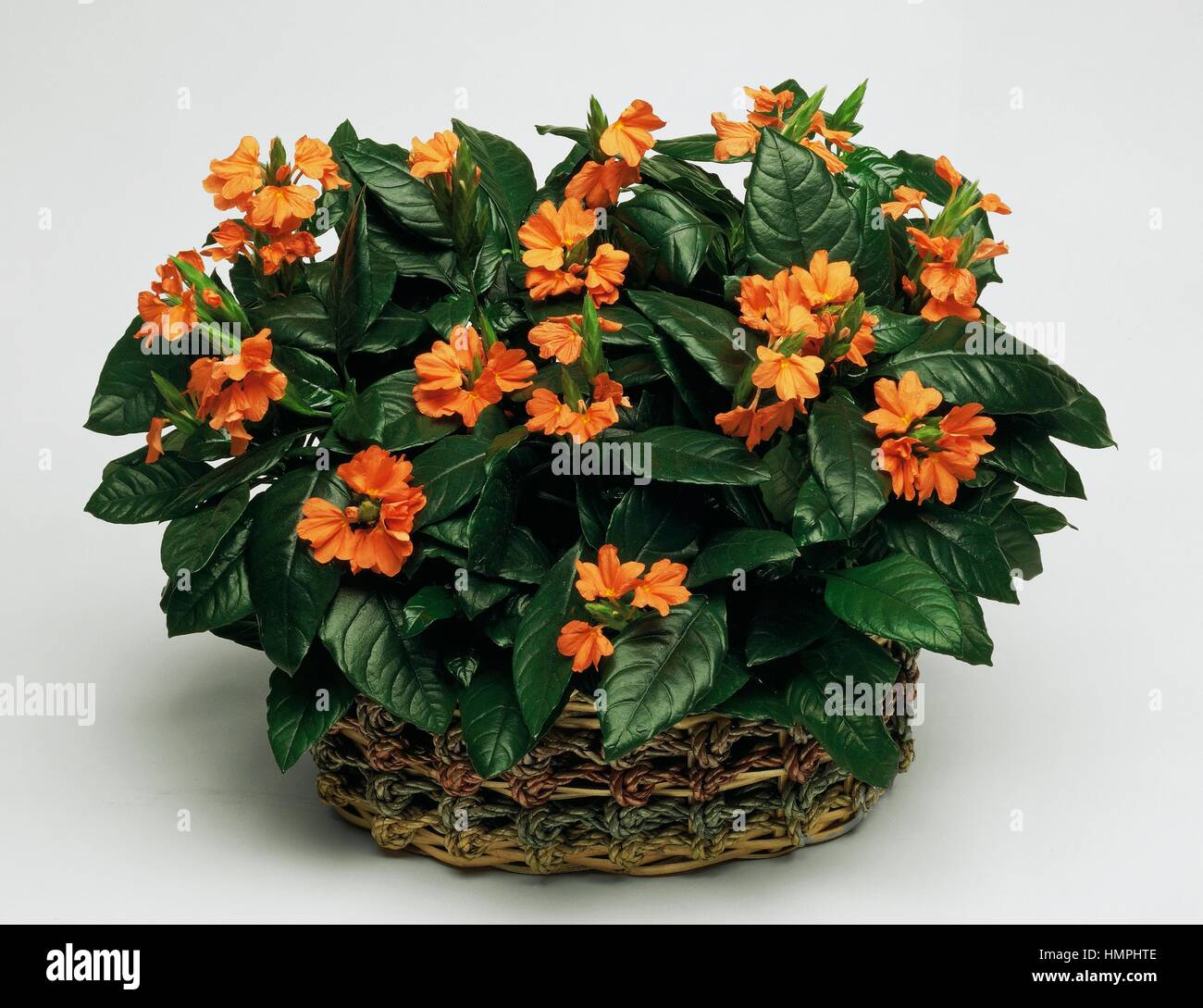 Crossandra (Crossandra sp), Acanthaceae Stock Photo - Alamy