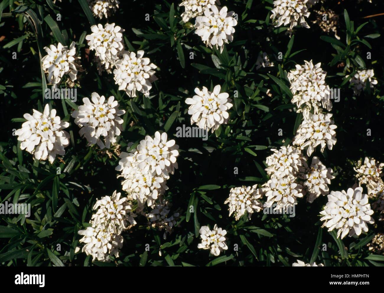 Madwort hi-res stock photography and images - Alamy