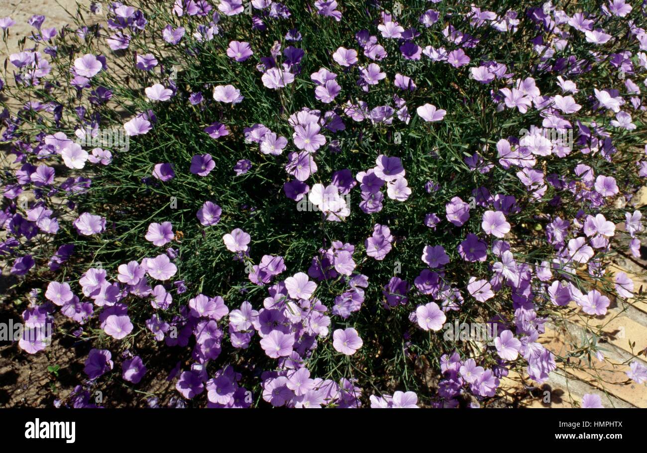 Perennial Flax or Blue flax (Linum narbonense), Linaceae Stock Photo ...