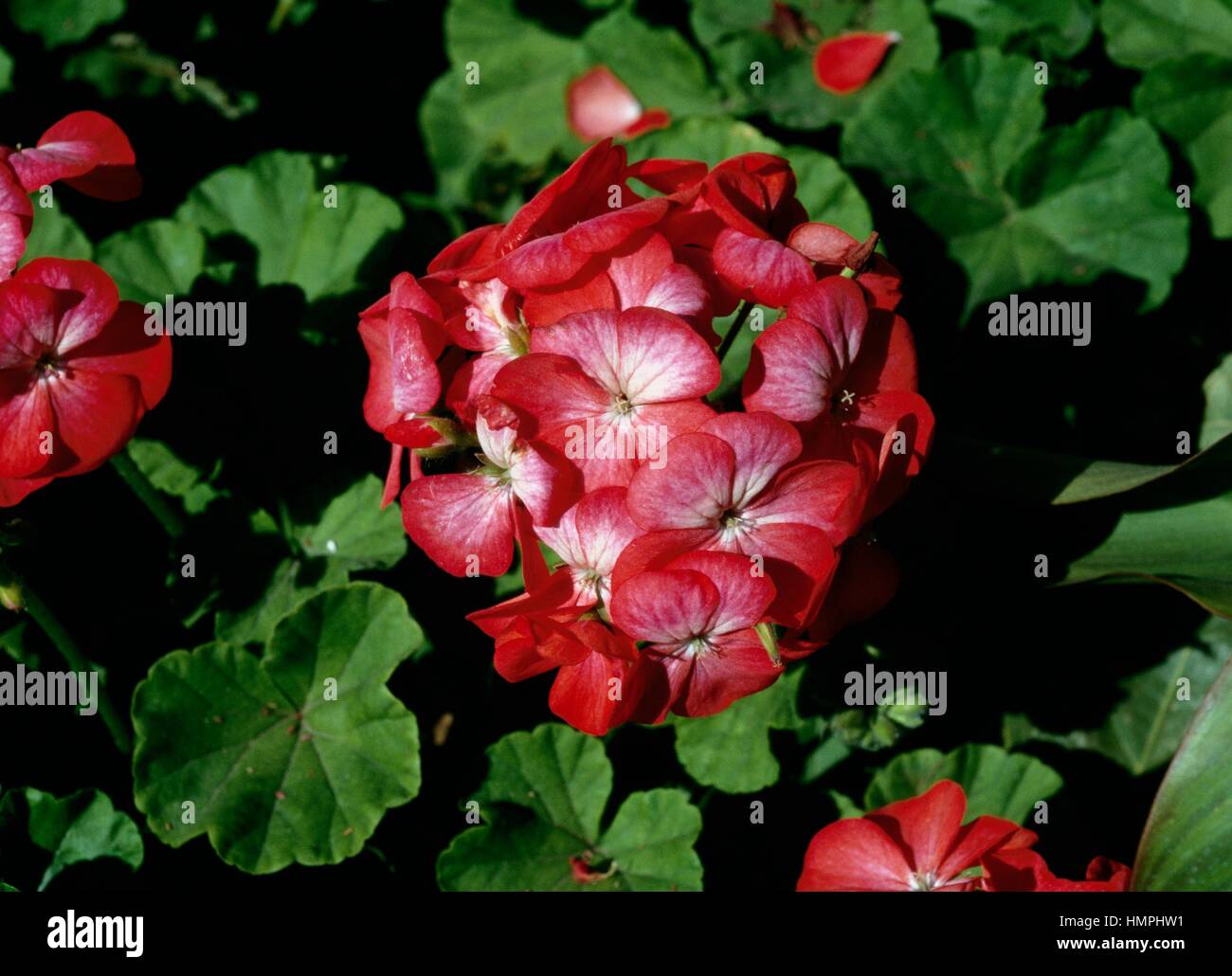 Geranium (Pelargonium signal), Geraniaceae Stock Photo - Alamy