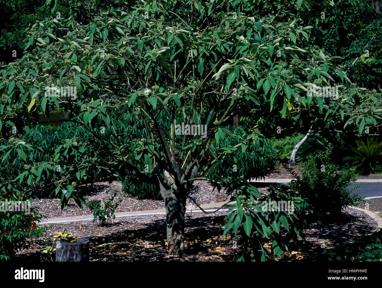 Nipplefruit hi-res stock photography and images - Alamy