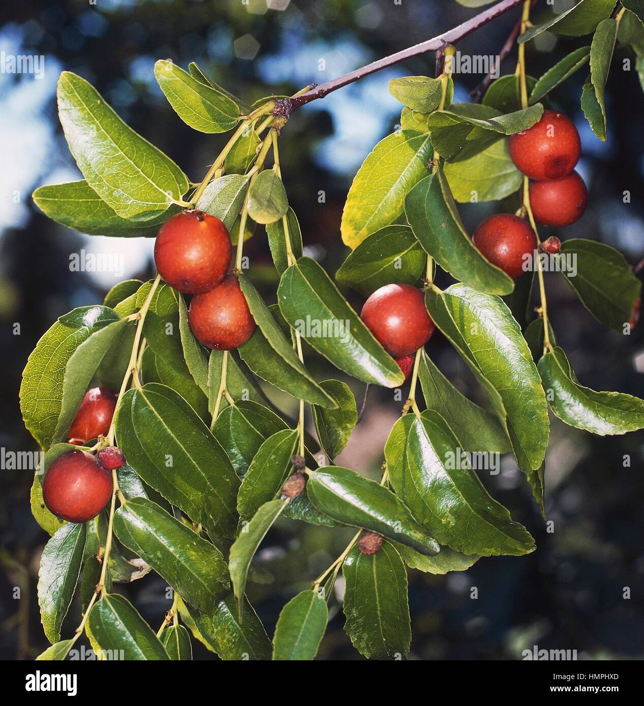 Indian Jujube (Zizyphus sativa), Rhamnaceae Stock Photo - Alamy
