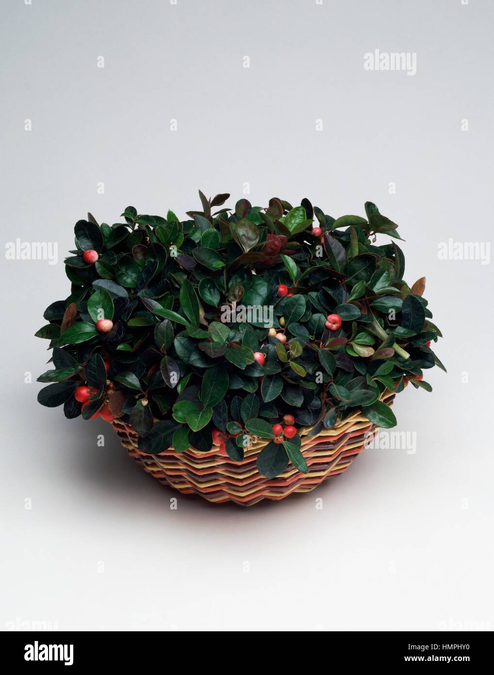 Eastern teaberry, checkerberry (Gaultheria procumbens), Ericaceae Stock ...