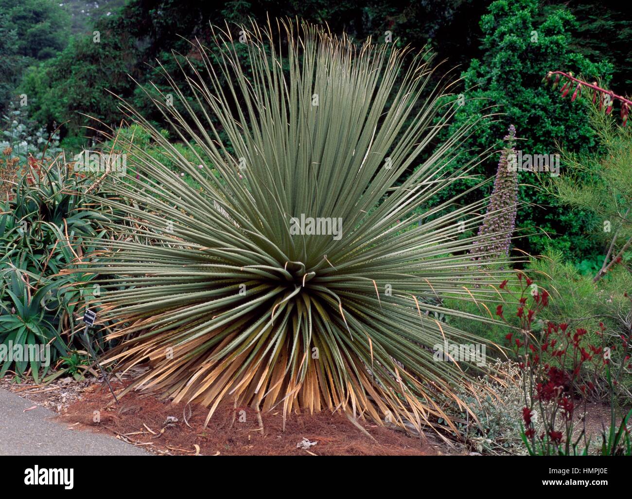 Arborvitae (Thuja sp), Cupressaceae Stock Photo - Alamy