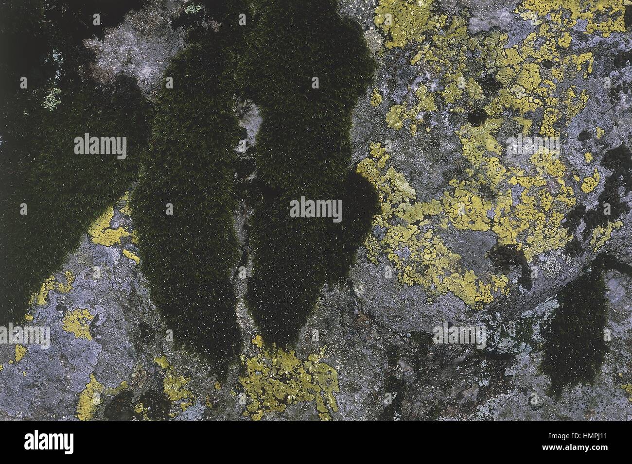 Botany: Map lichen and moss (Rhizocarpon geographicum Stock Photo - Alamy