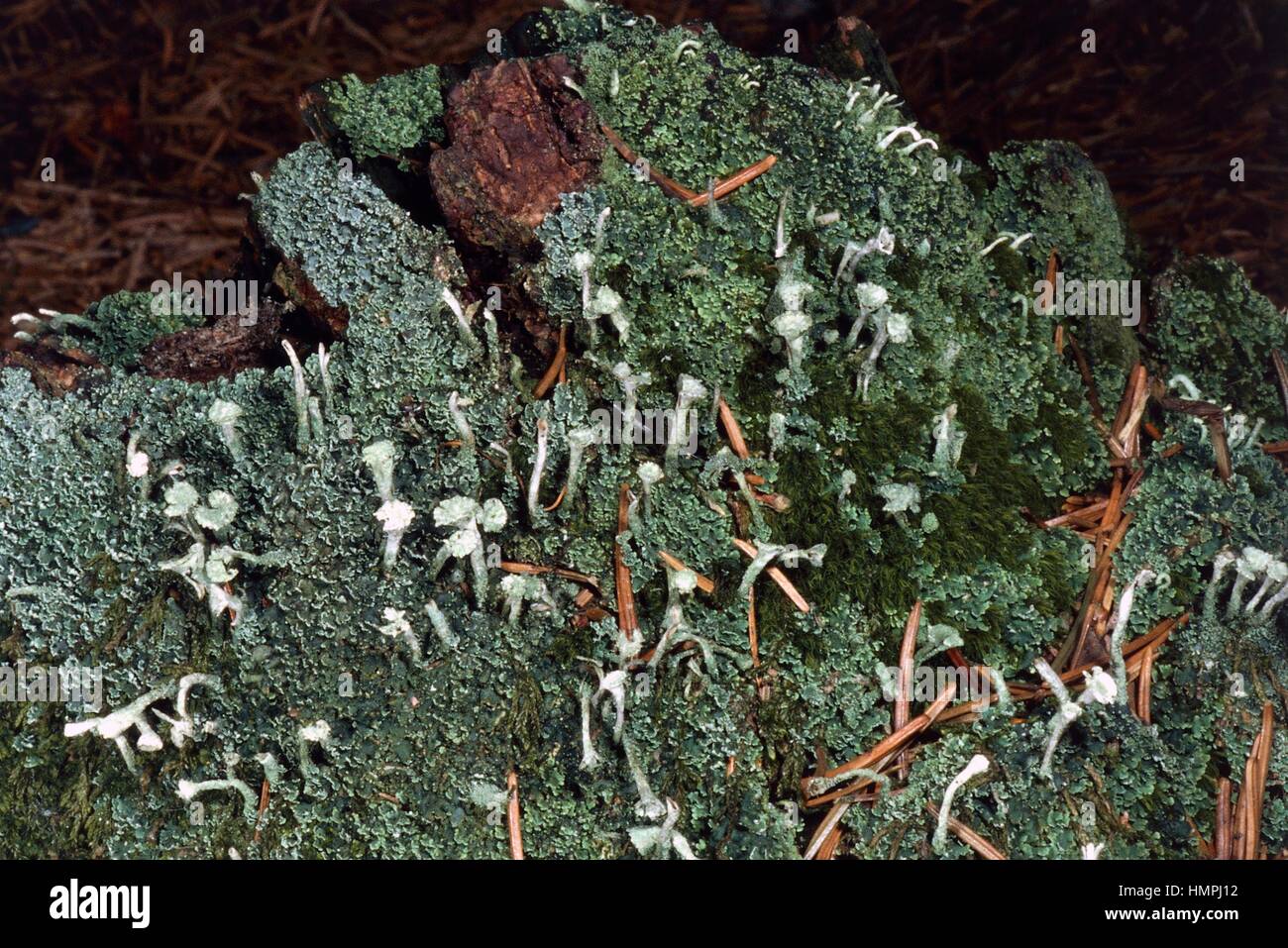 Lesser Sulphur-cup Lichen (Cladonia deformis), Cladoniaceae Stock Photo ...