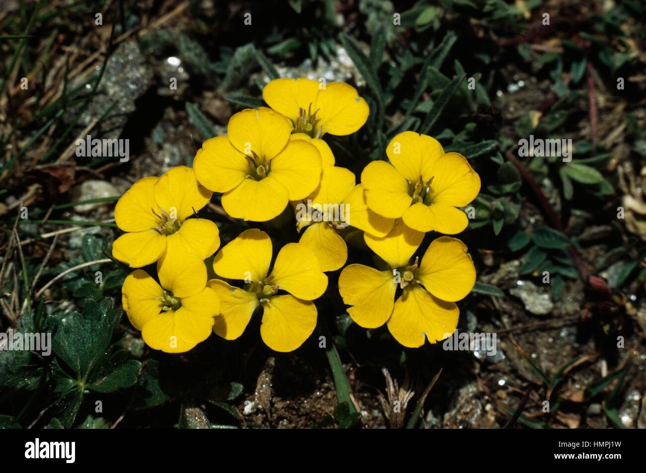 Obir Madwort (Alyssum ovirense), Brassicaceae Stock Photo - Alamy