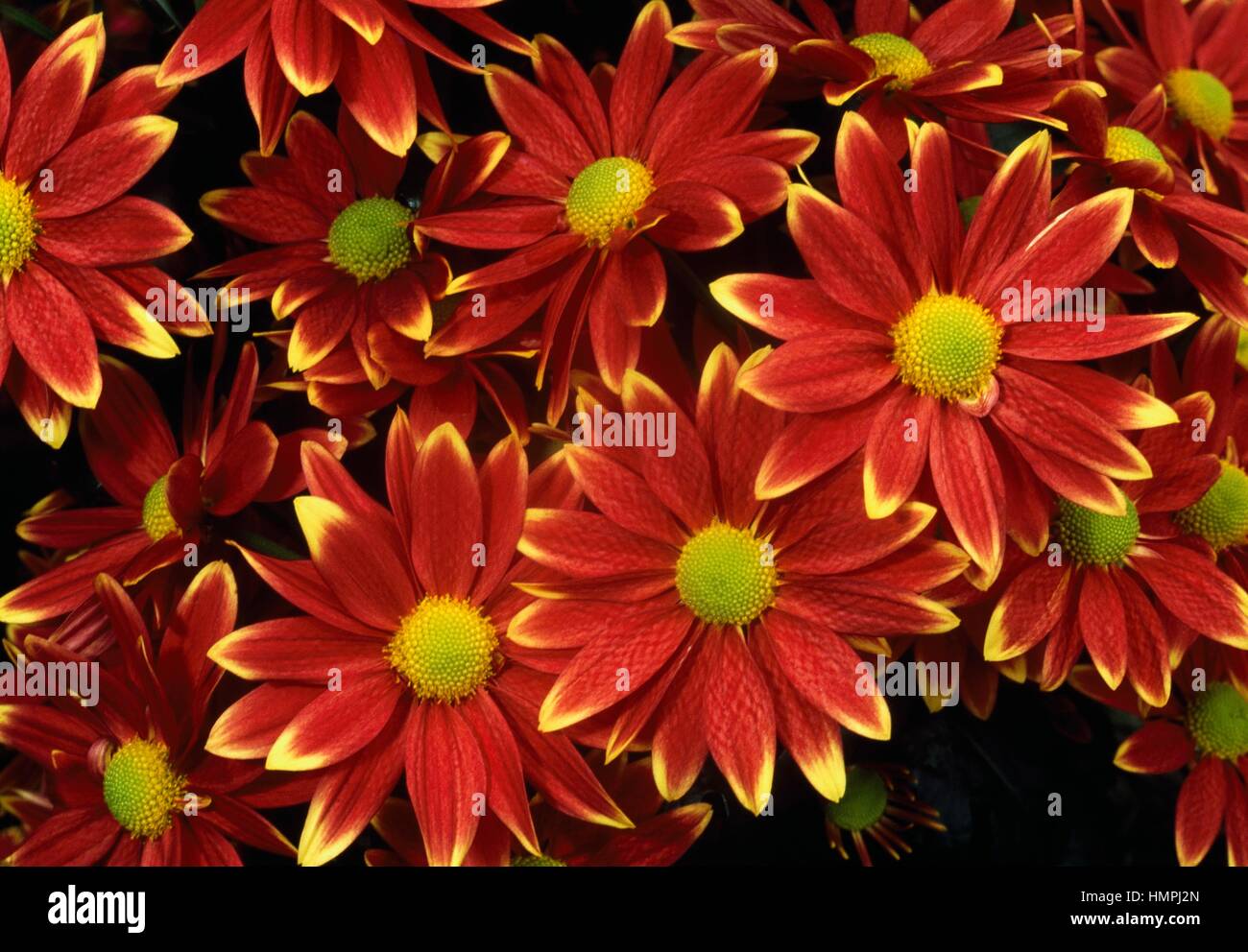 Mums (Chrysanthemum Remix Red), Asteraceae Stock Photo - Alamy