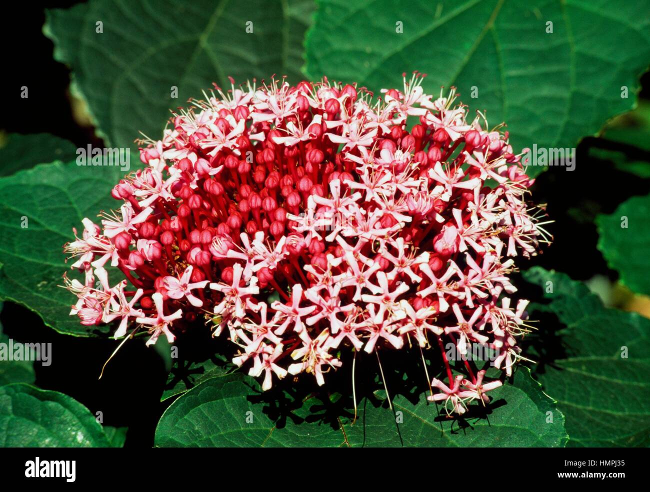 Rose glory bower, Kashmir bouquet (Clerodendron bungei), Verbenaceae ...