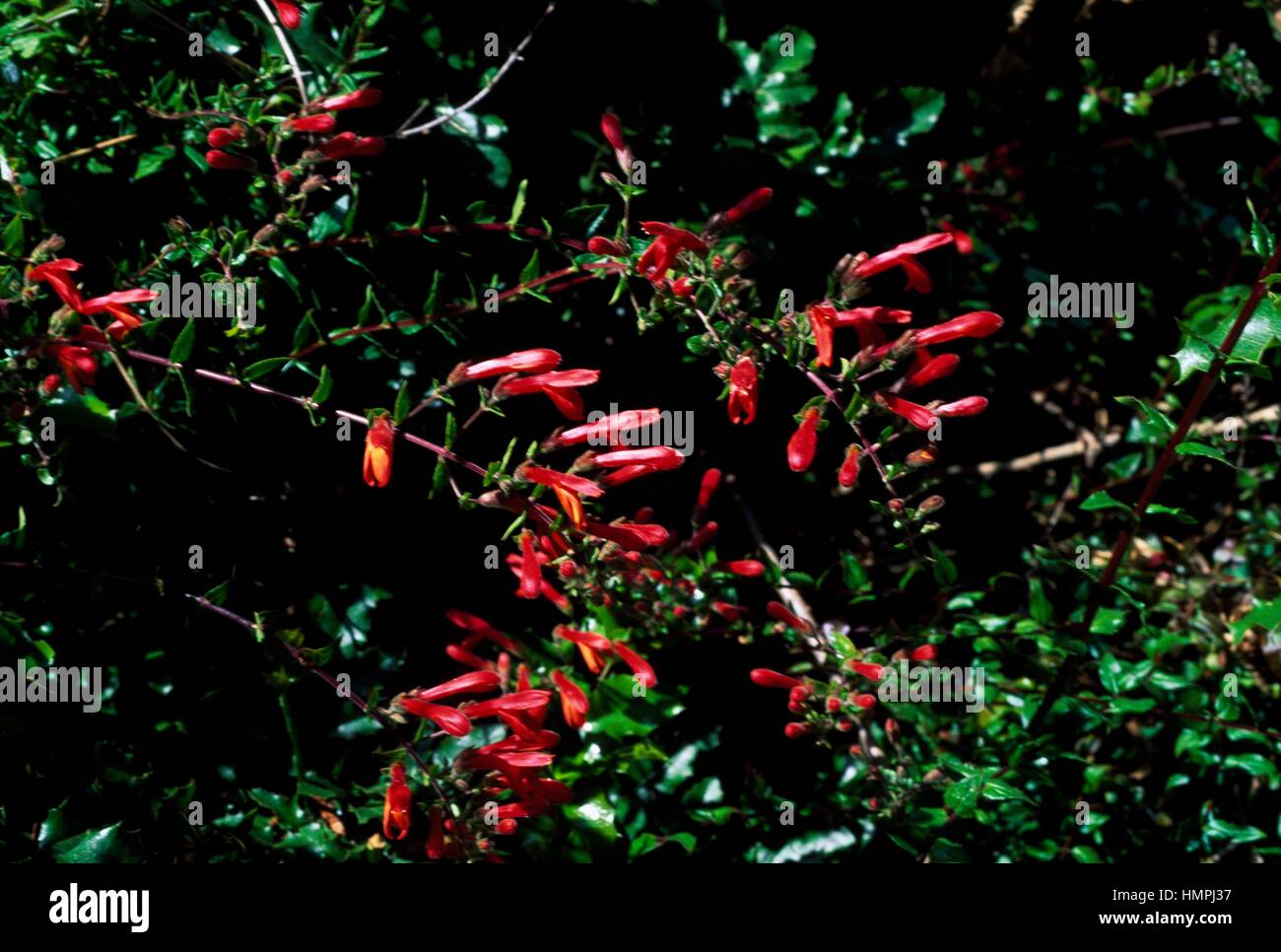 Island Snapdragon (Galvezia speciosa), Plantaginaceae, Strybing ...