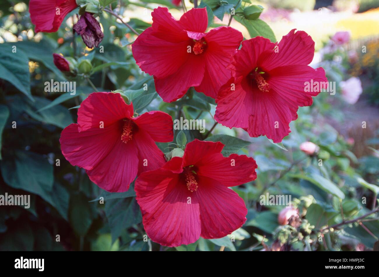 Crimsoneyed Rosemallow or Swamp Rose Mallow (Hibiscus moscheutos ...
