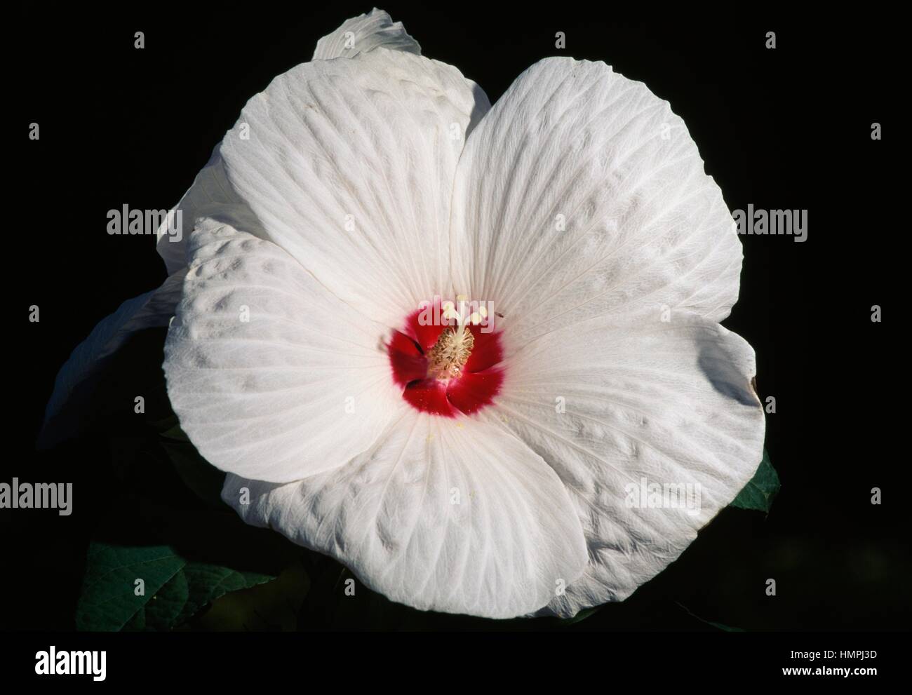 Crimsoneyed Rosemallow or Swamp Rose Mallow (Hibiscus moscheutos ...