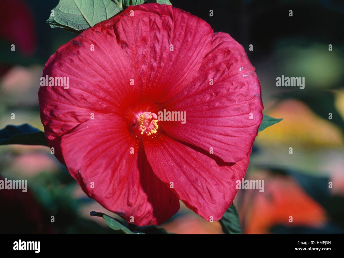 Crimsoneyed Rosemallow or Swamp Rose Mallow (Hibiscus moscheutos ...
