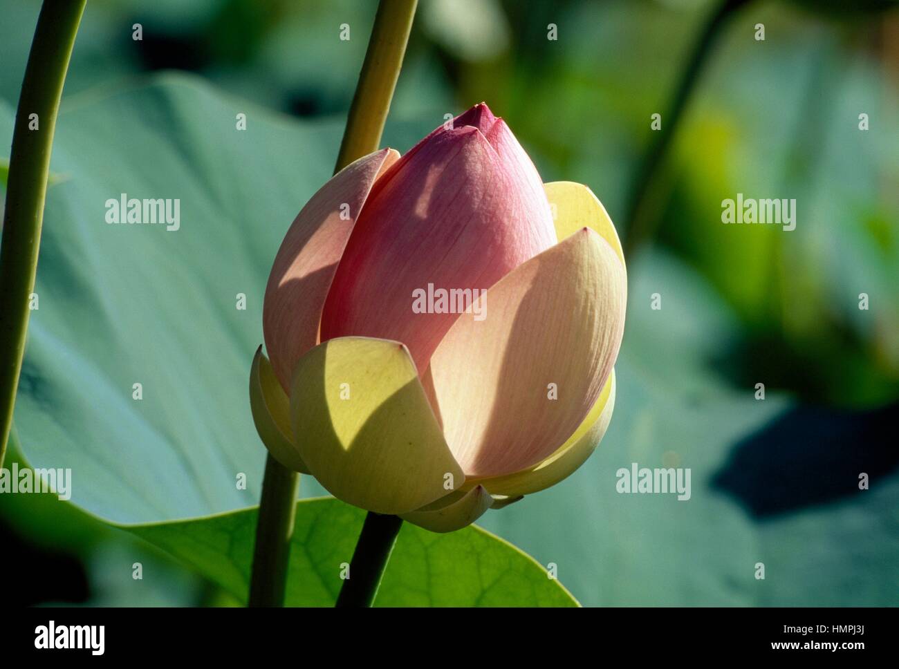 Sacred Lotus (Nelumbo nucifera), Nelumbonaceae Stock Photo - Alamy