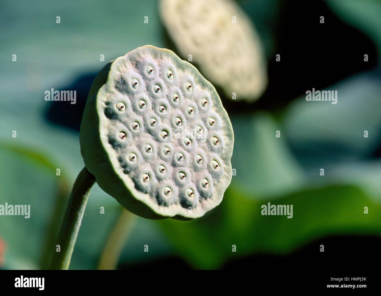 Sacred Lotus (Nelumbo nucifera), Nelumbonaceae Stock Photo - Alamy