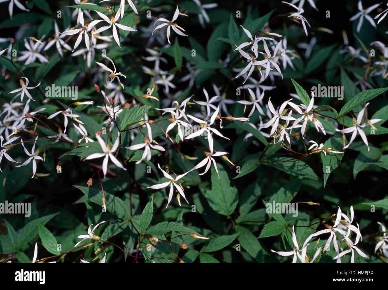 Bowmans root gillenia trifoliata hi-res stock photography and images ...